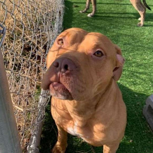 Foster Animals: Boise, ID: Emerald Street Kennels