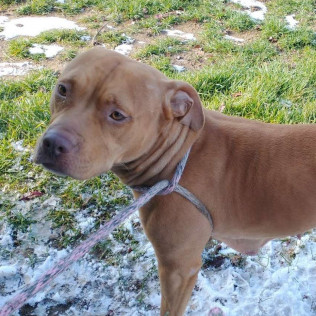 Foster Animals: Boise, ID: Emerald Street Kennels