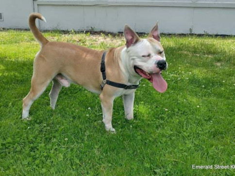 Foster Animals: Boise, ID: Emerald Street Kennels
