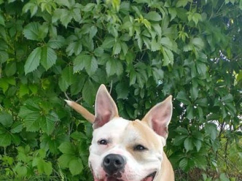 Foster Animals: Boise, ID: Emerald Street Kennels